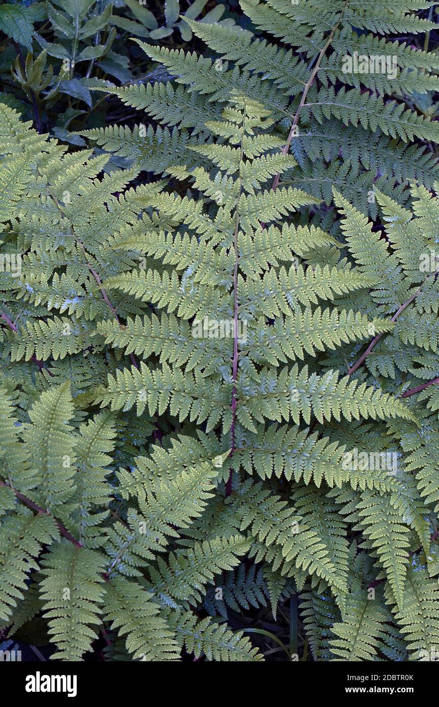 Ladyfern (Athyrium brevifrons Stock Photo - Alamy