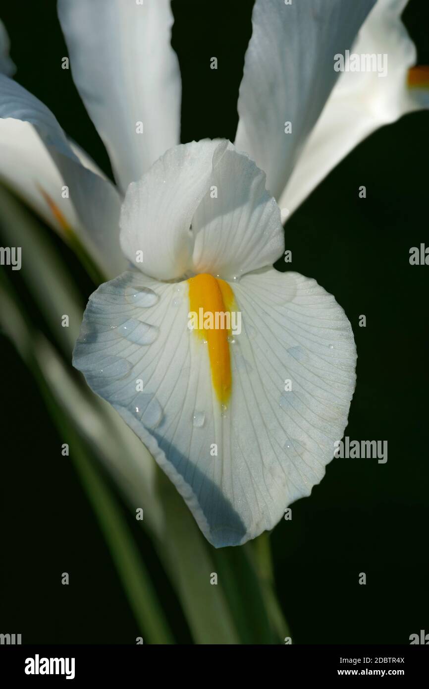 Dutch iris (Iris xiphium). Called Spanish iris also. Another scientific ...