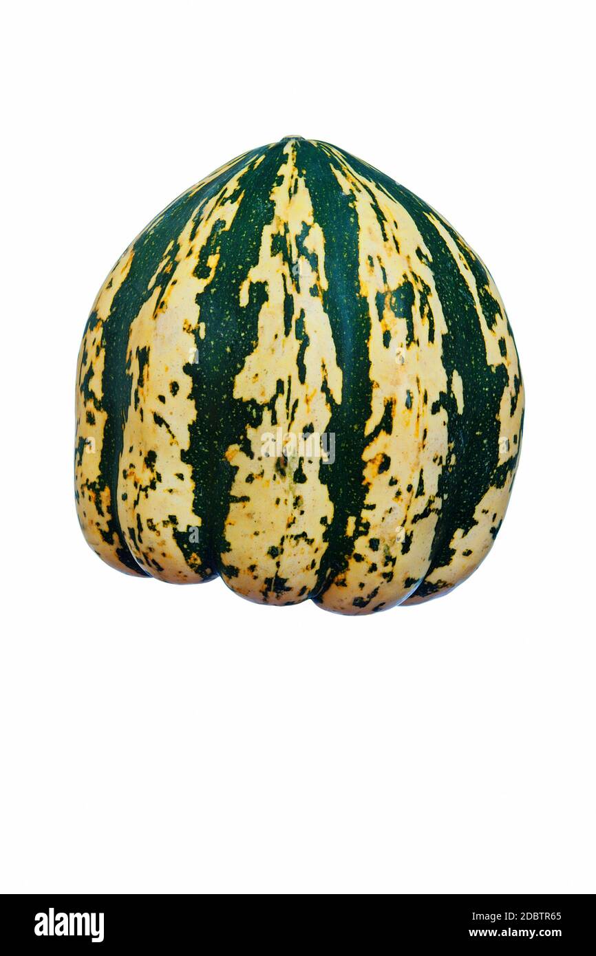 Sweet dumpling squash (Cucurbita pepo Sweet Dumpling). Image of single ...