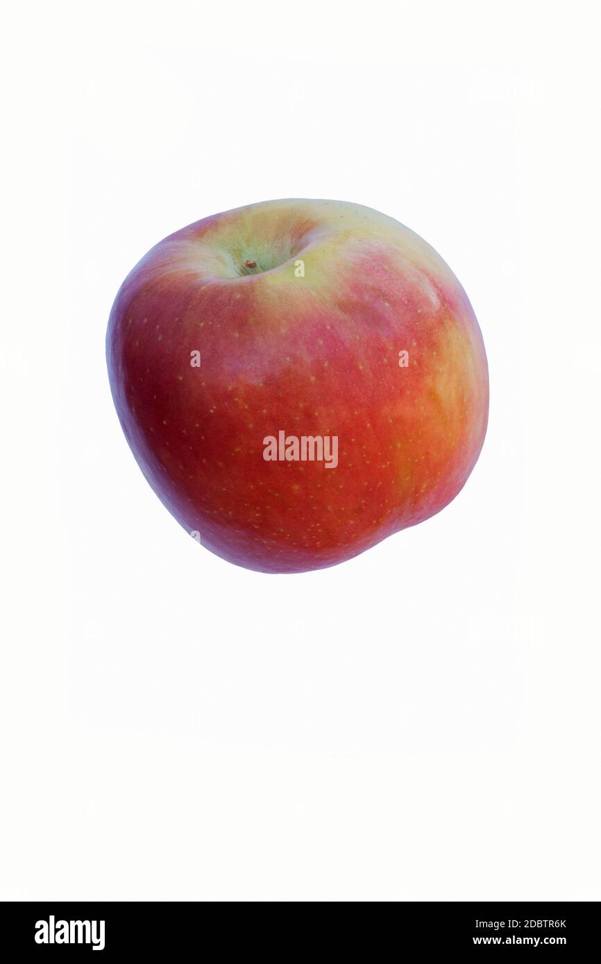 Fuji apple (Malus domestica Fuji). Hybrid between Red Delicius and ...