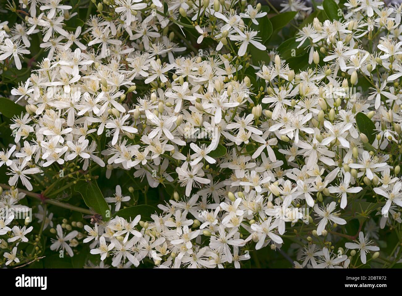 Leatherleaf clematis (Clematis terniflora). Called Yam-leaved Clematis and Sweet Autumn ...