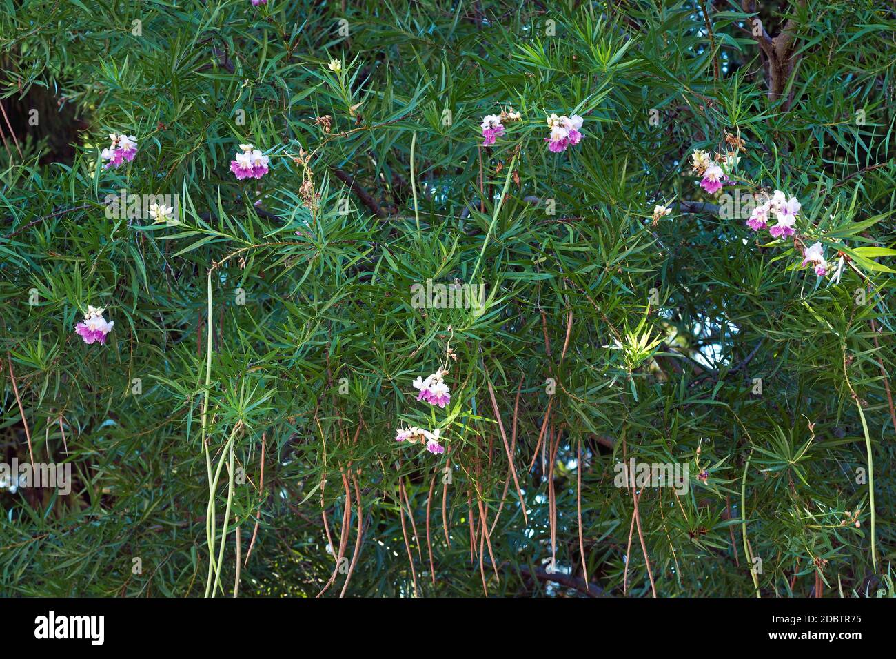 Desert willow (Chilopsis linearis Stock Photo - Alamy