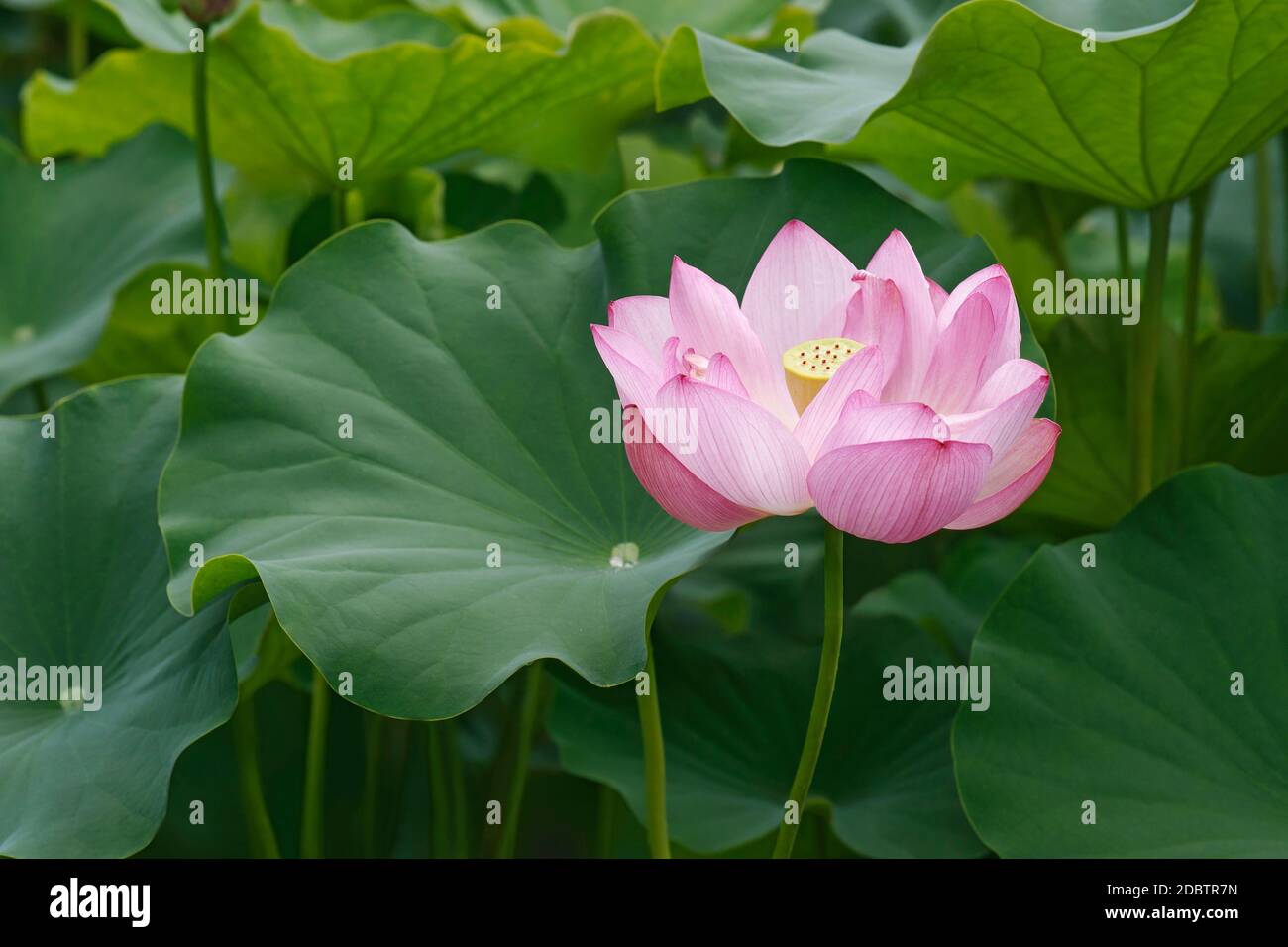 Sacred lotus (Nelumbo nucifera). Called Indian Lotus, Bean of India and ...