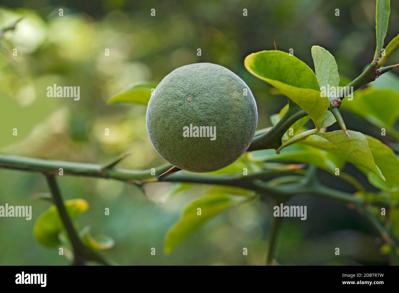 Trifoliate citrus (Poncirus trifoliata). Called Japanese bitter orange ...