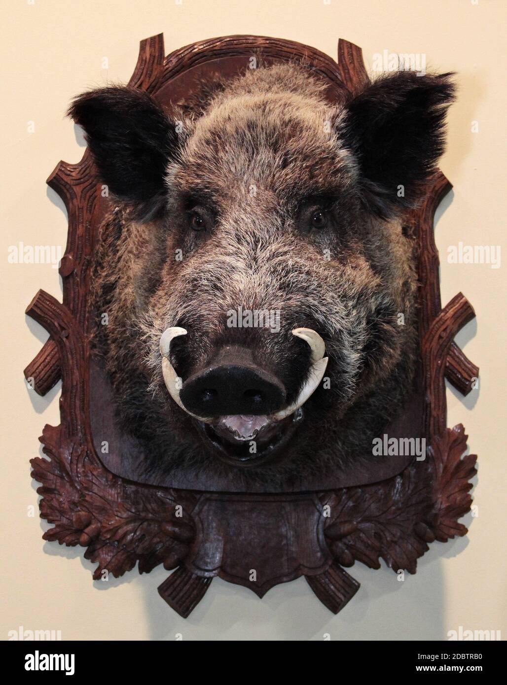 Wild boar trophy with big fangs Stock Photo - Alamy