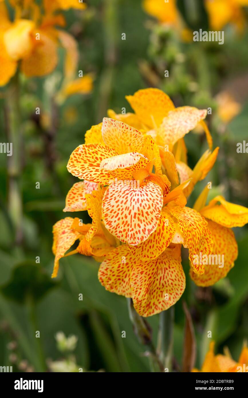 Yellow glads hi-res stock photography and images - Alamy