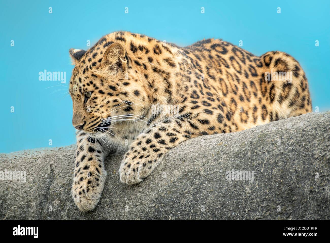 African Leopard Climbing up A Fence Watching Livestock Stock Photo - Alamy