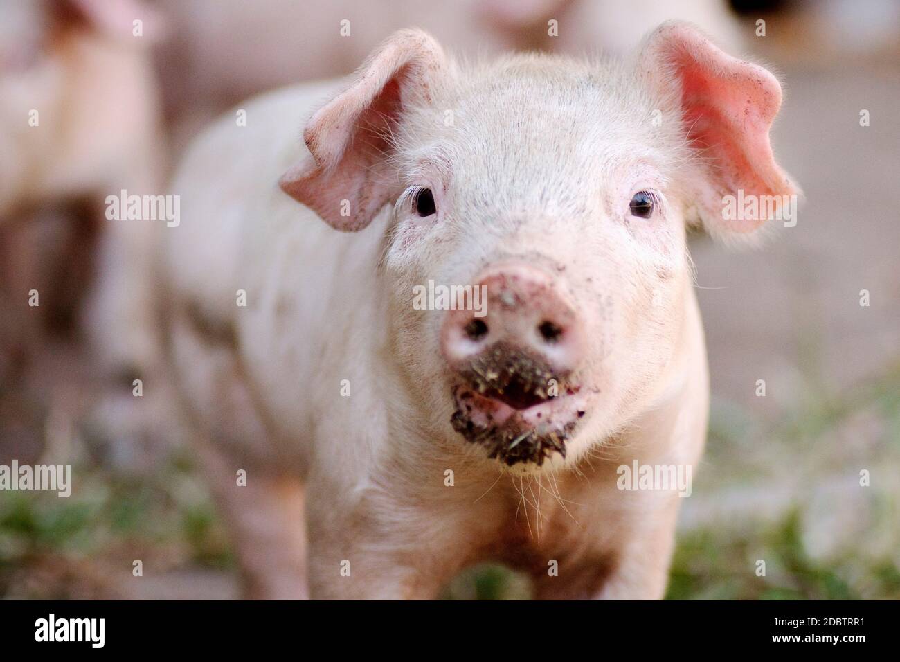 Front view animal portrait of dirty cute little pig, agriculture and ...