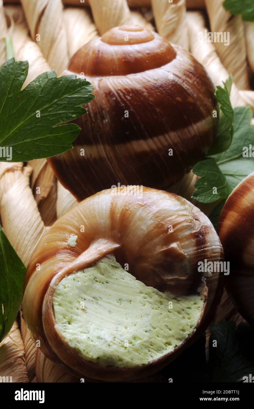 Frozen snails on fresh parsley Stock Photo - Alamy