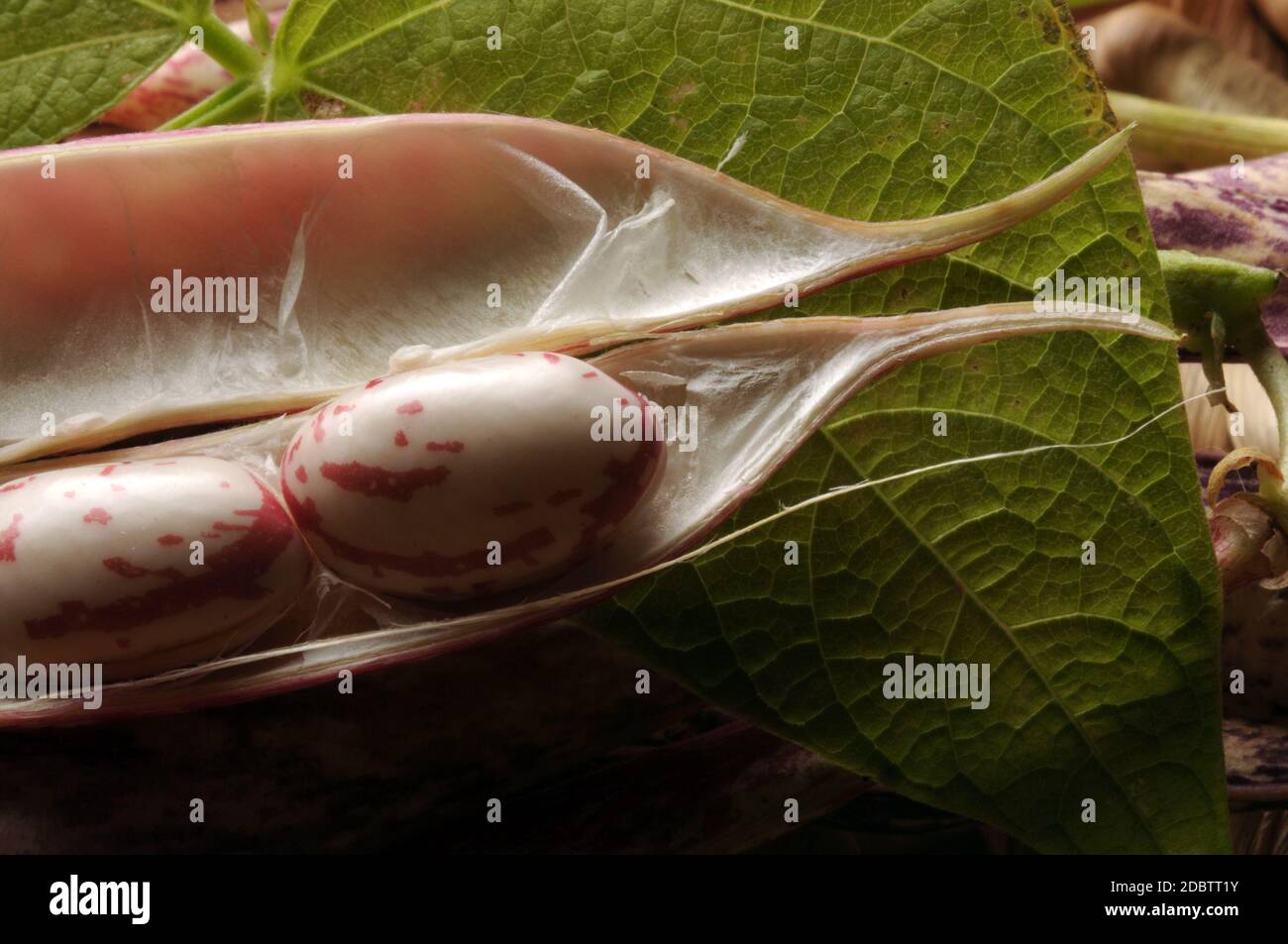 Fresh bean hi-res stock photography and images - Alamy