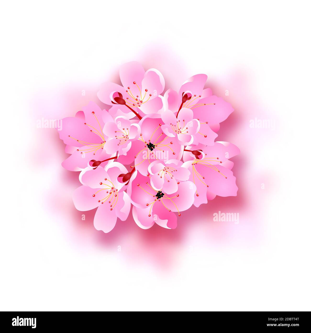 Decorative sakura flowers, bouquet, design elements with shadow. Can be ...