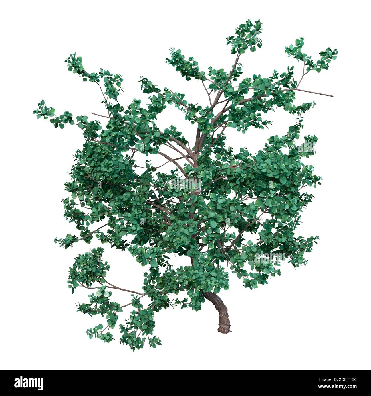 3D rendering of a green Island oak tree or Quercus tomentella isolated ...