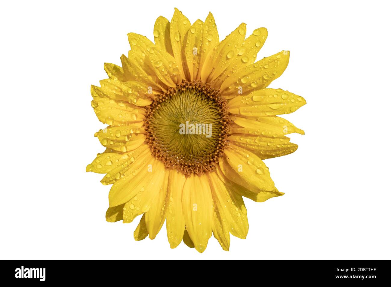 Sunflower rain Cut Out Stock Images & Pictures - Alamy