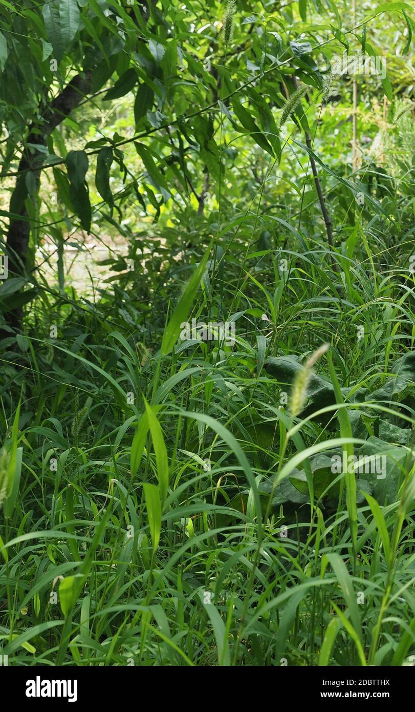 greenery texture with plants useful as a vertical background Stock ...