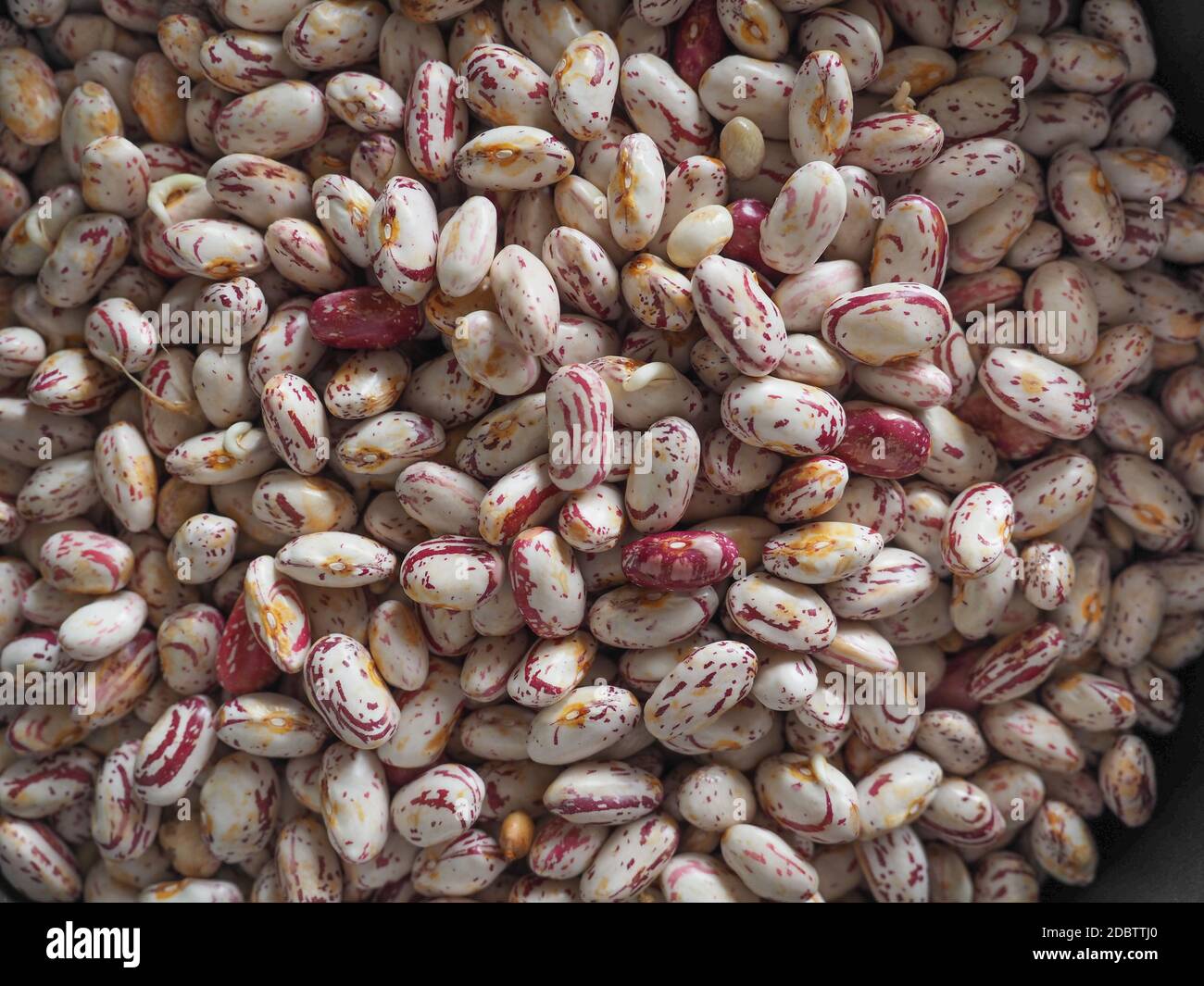 crimson beans, variety of common bean legumes vegetarian food ...