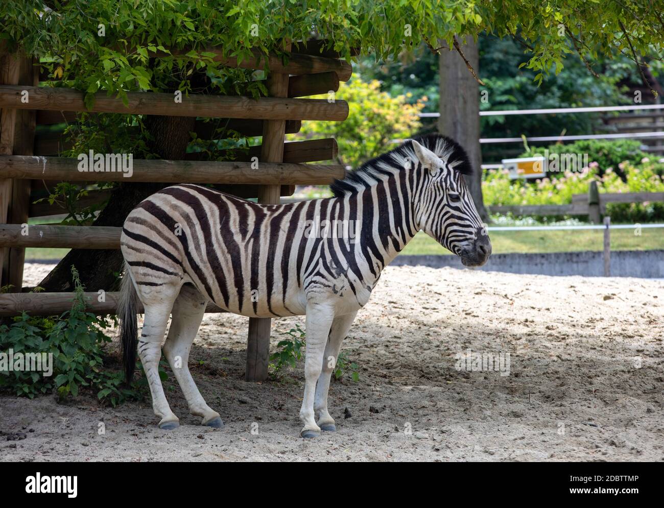 Zebra at the zoo in Cracow. Poland Stock Photo - Alamy