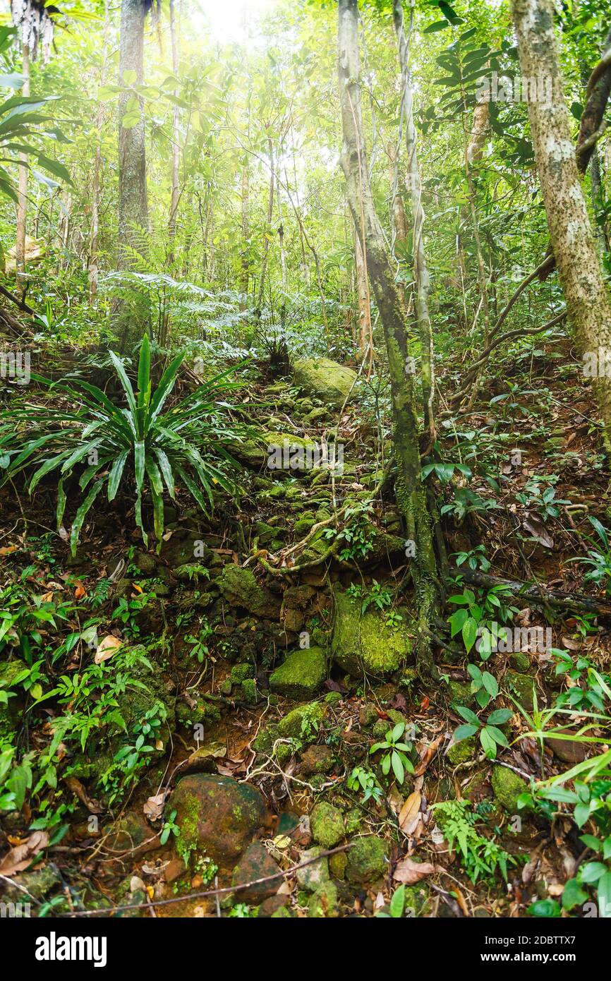 Rainforest jungle of the Masoala National Park in Madagascar, a UNESCO ...