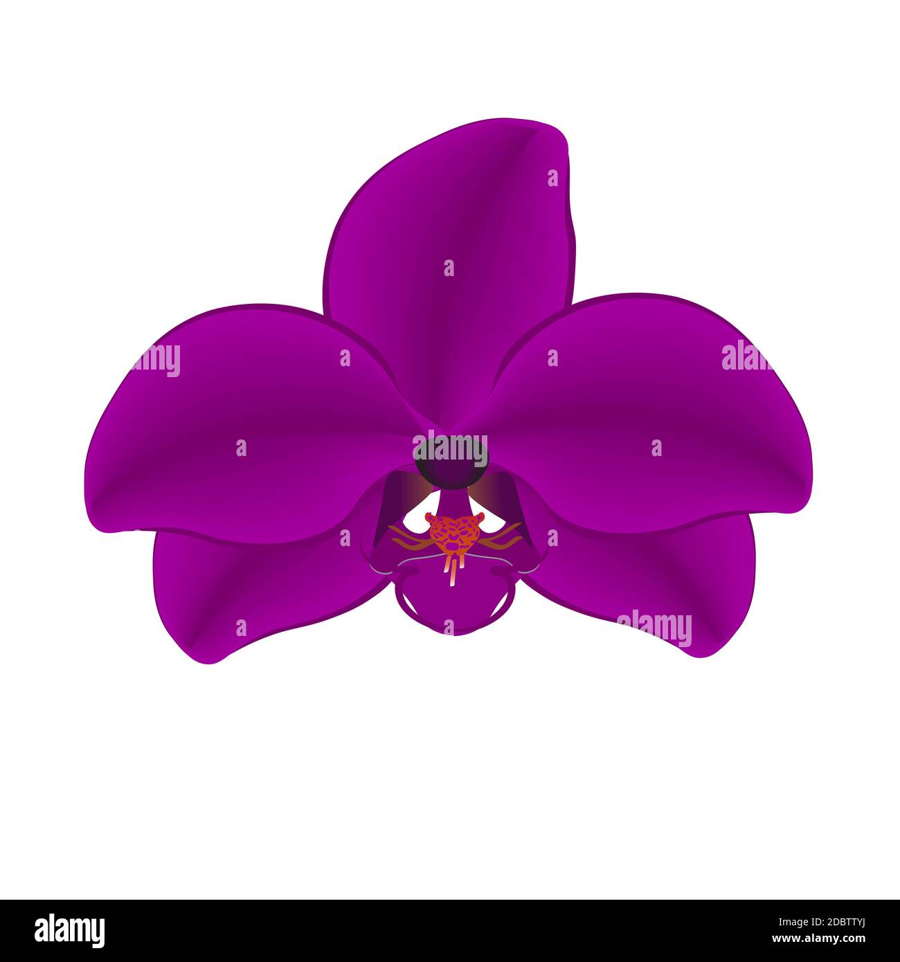 Purple orchid isolated on a white background vector illustration Stock ...