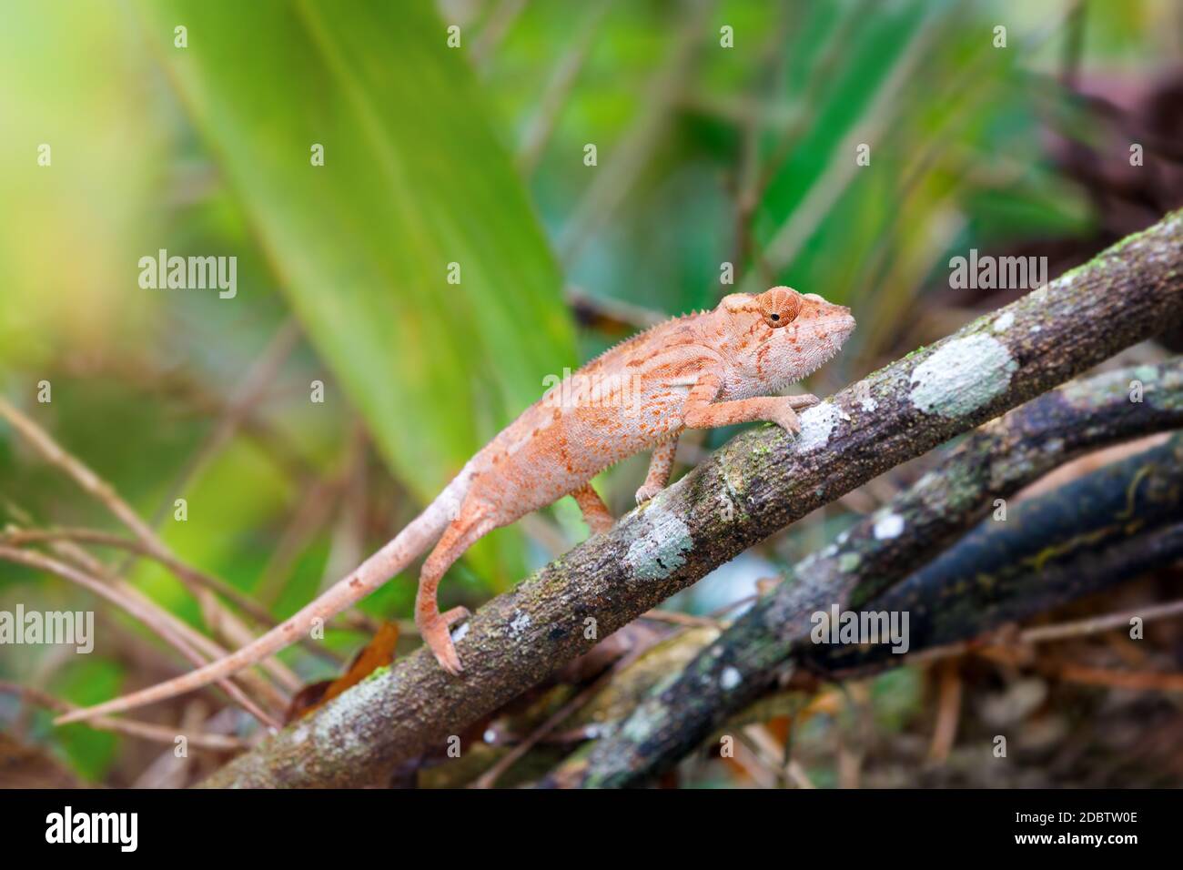 small lizard panther chameleon (Furcifer pardalis) on small branch in ...