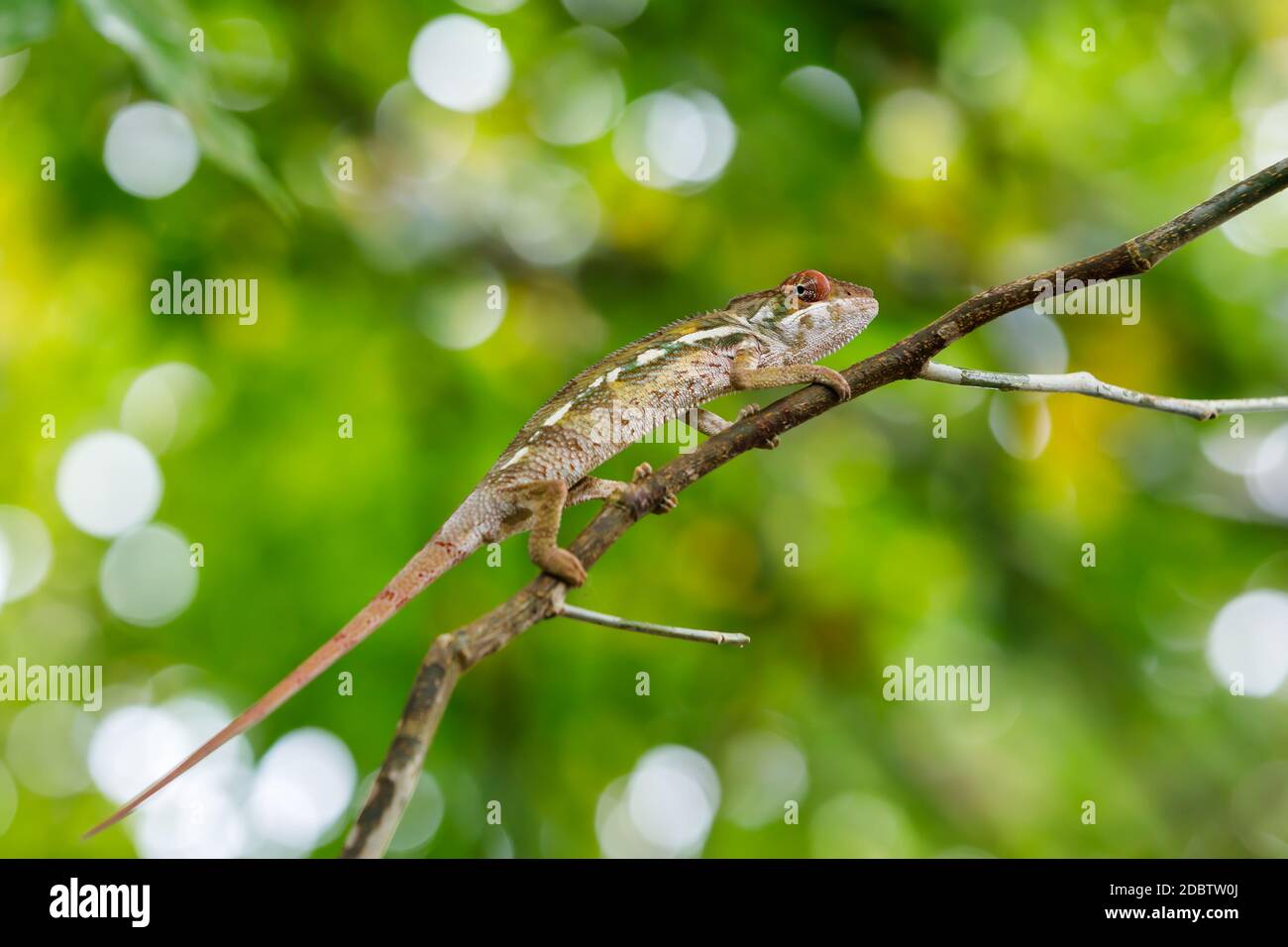small lizard panther chameleon (Furcifer pardalis) on small branch in ...