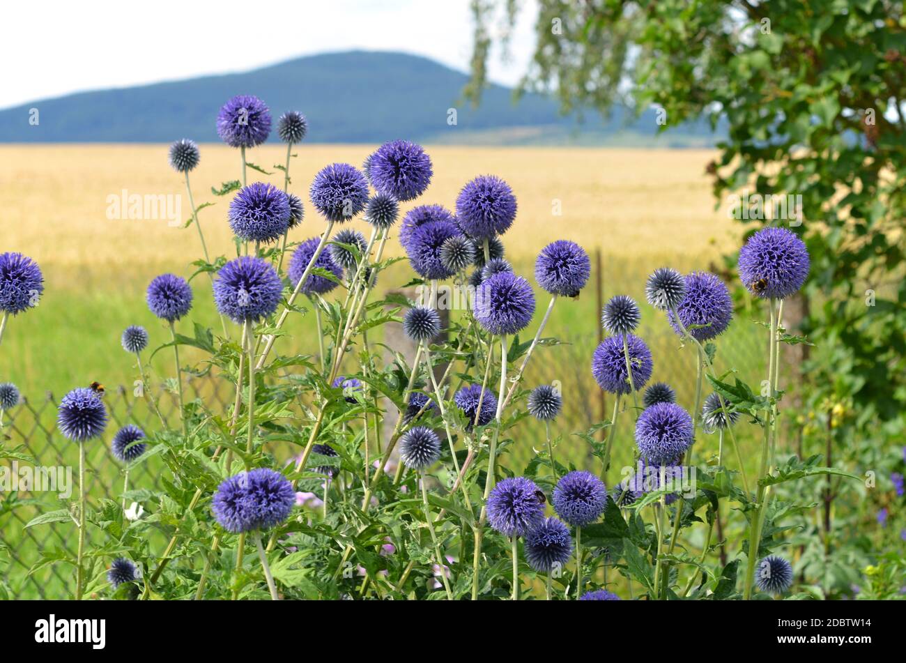 flowering thistles in the garden Stock Photo - Alamy