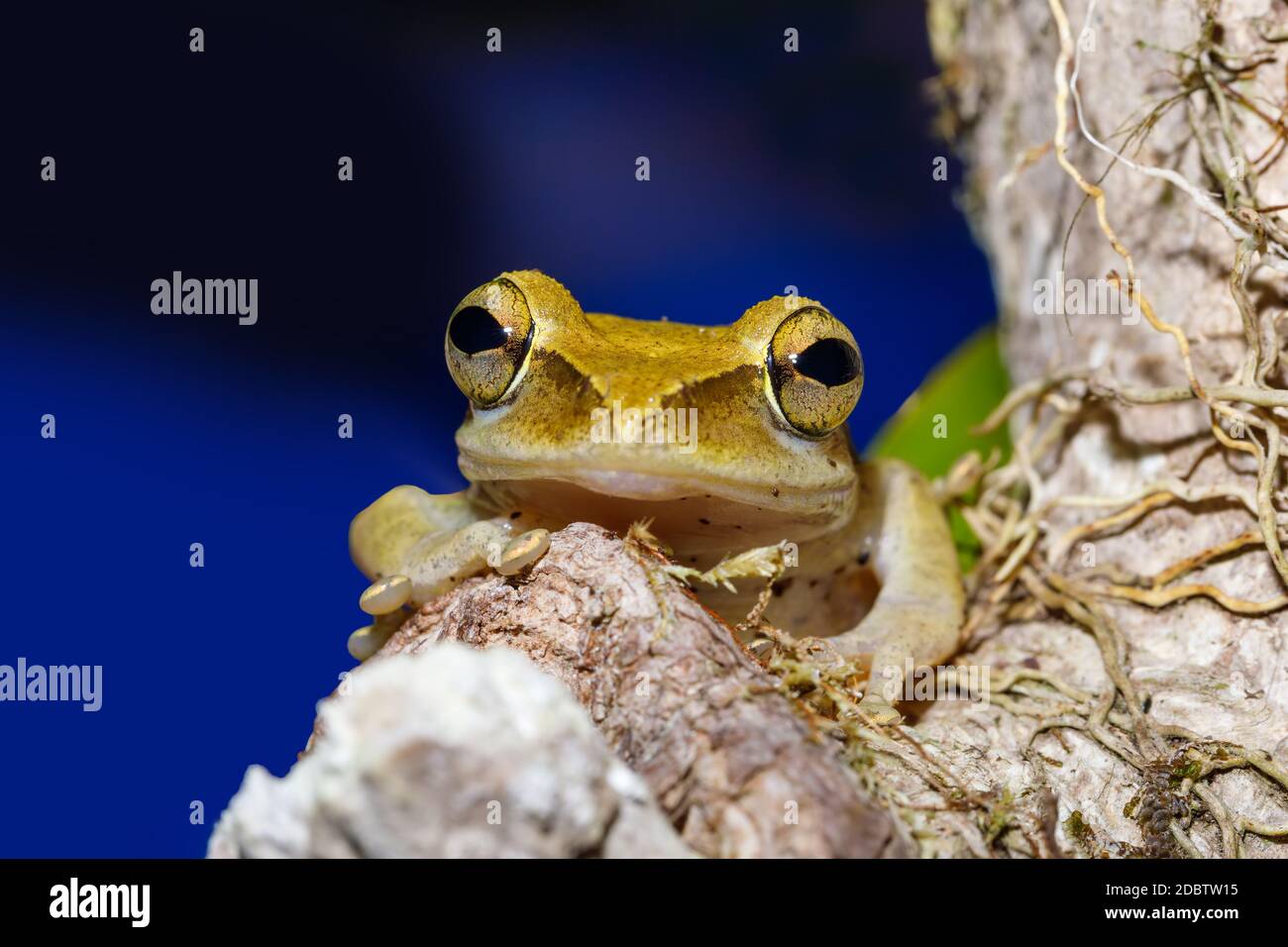 tree frog Boophis rhodoscelis, noctirnal frog in the Mantellidae family ...