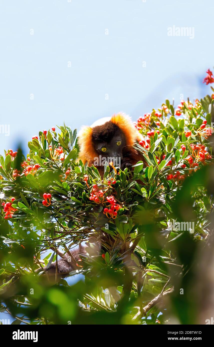 Madagascar Red ruffed lemur feeding on tree top, Varecia rubra, Masoala ...
