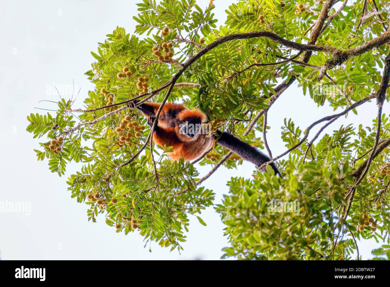 Madagascar Red ruffed lemur feeding on tree top, Varecia rubra, Masoala ...