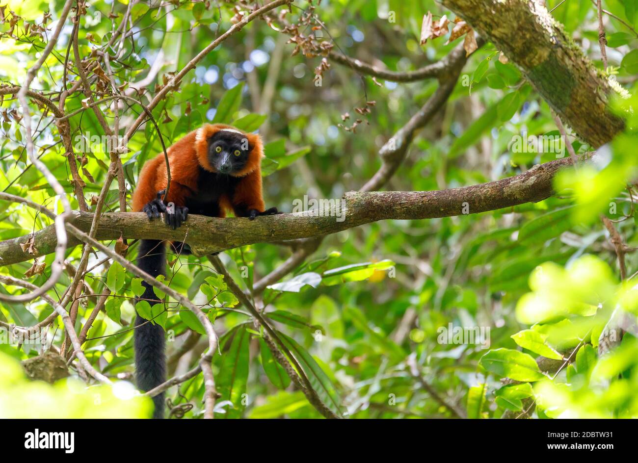 Madagascar Red ruffed lemur, Varecia rubra, on tree top. Masoala ...
