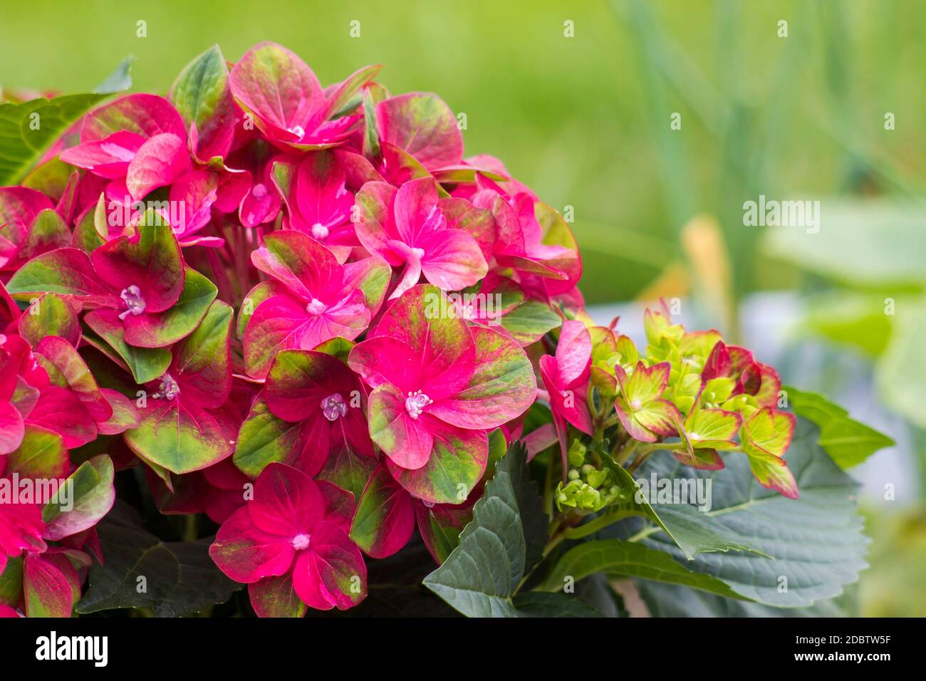 red hortensia flowers - close up Stock Photo - Alamy
