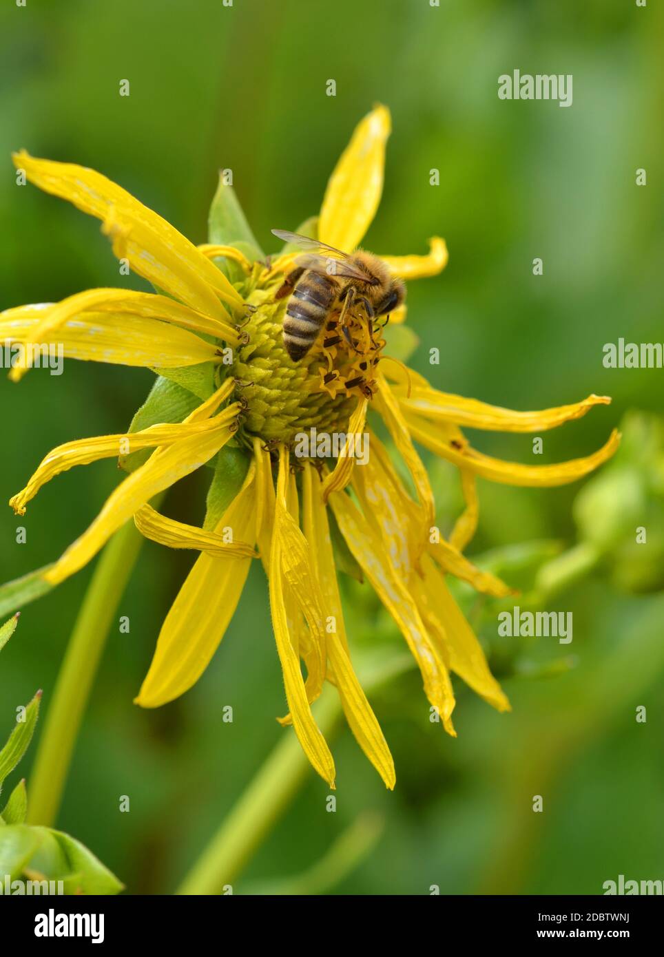Helianthus tuberosus yellow hi-res stock photography and images - Alamy