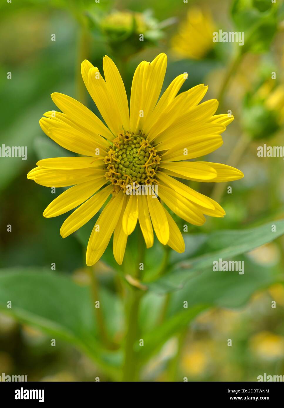 Helianthus tuberosus yellow hi-res stock photography and images - Alamy