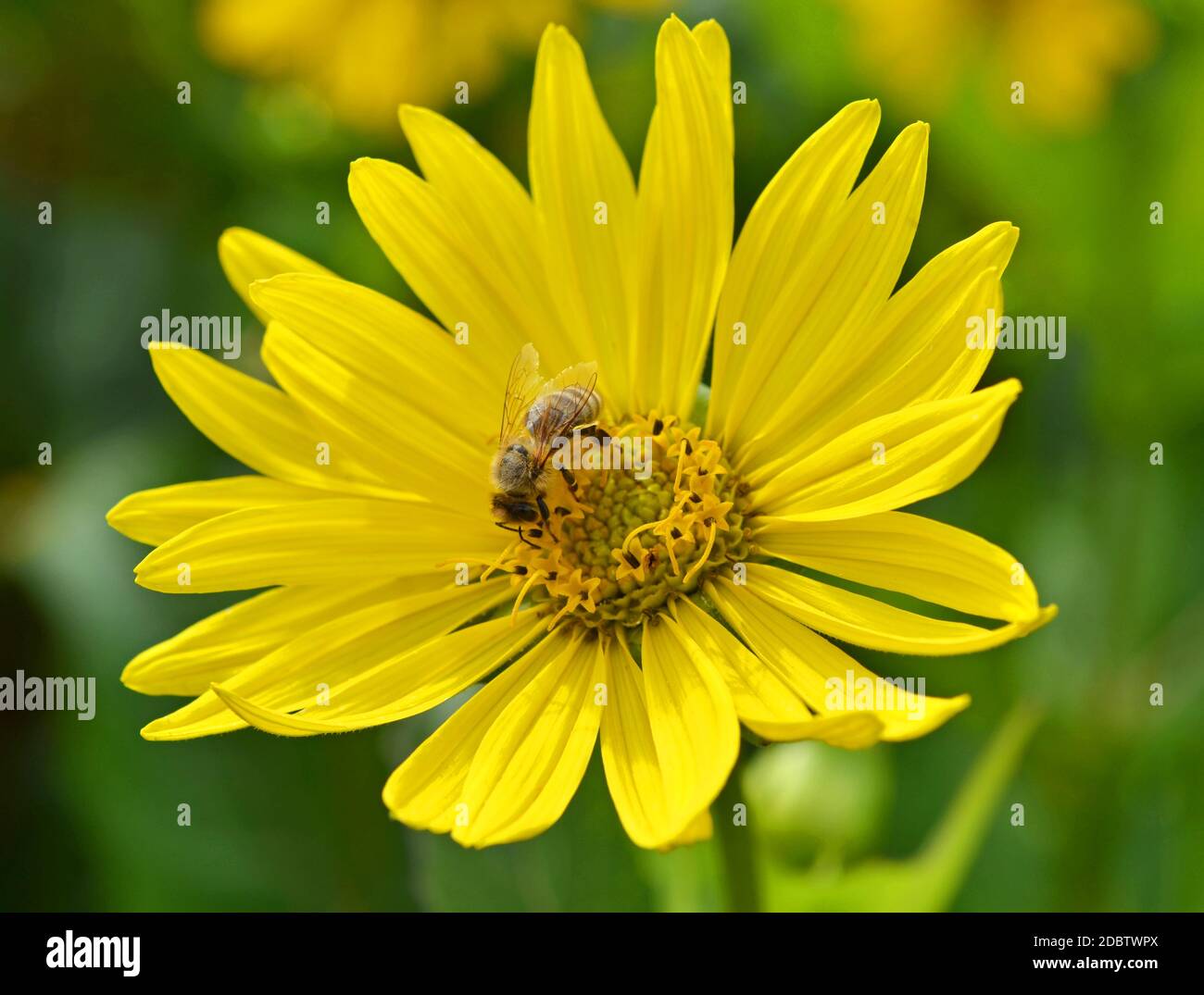 Helianthus tuberosus yellow hi-res stock photography and images - Alamy