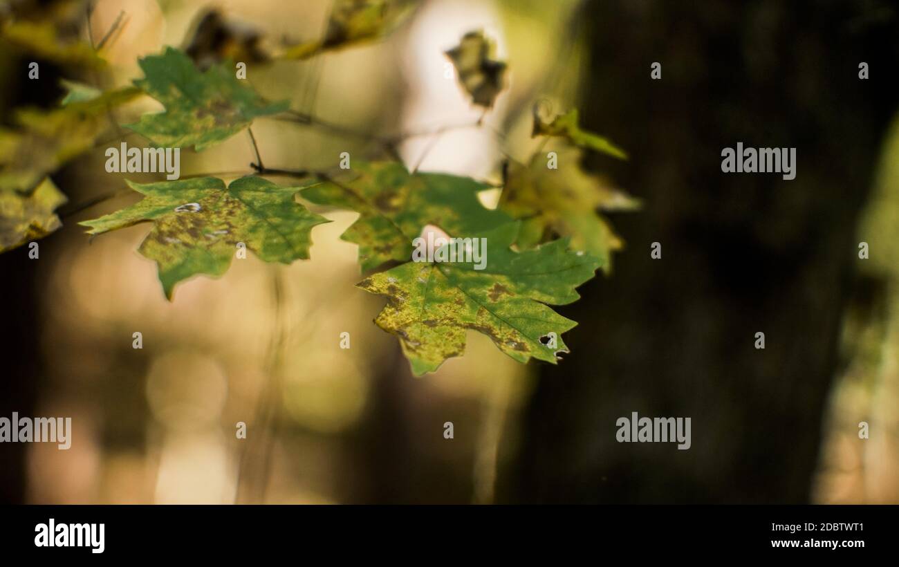 A Maple Tree Leaf Changing Colors because of the Seasons Stock Photo ...
