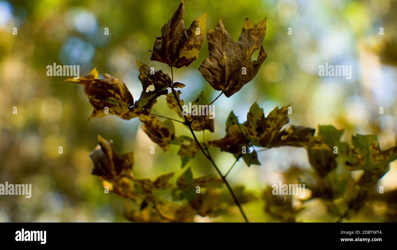 Dying Maple Tree Leaf Changing Colors because of the Seasons Stock ...