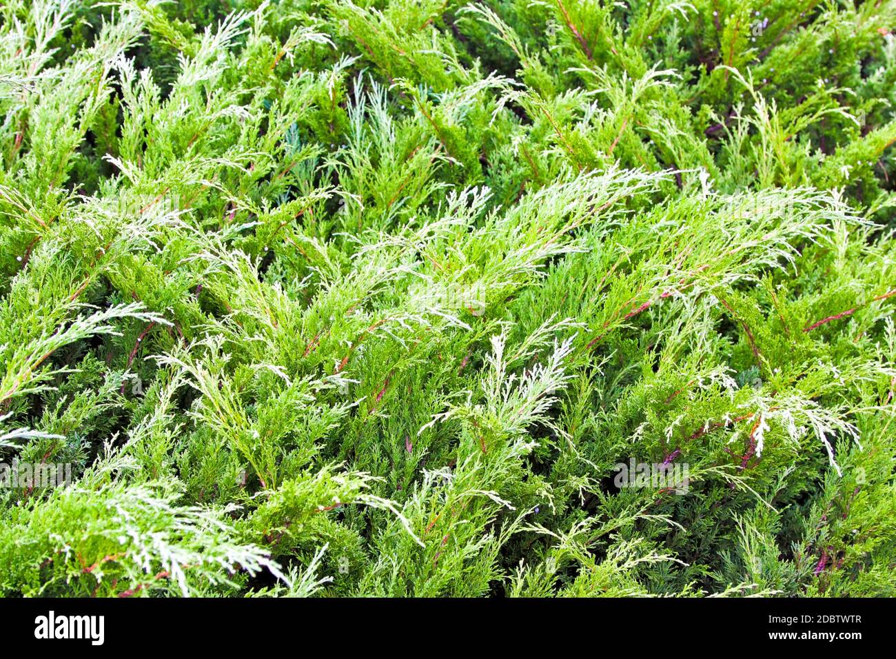 Detailed texture of conifer green plant in summer Stock Photo - Alamy