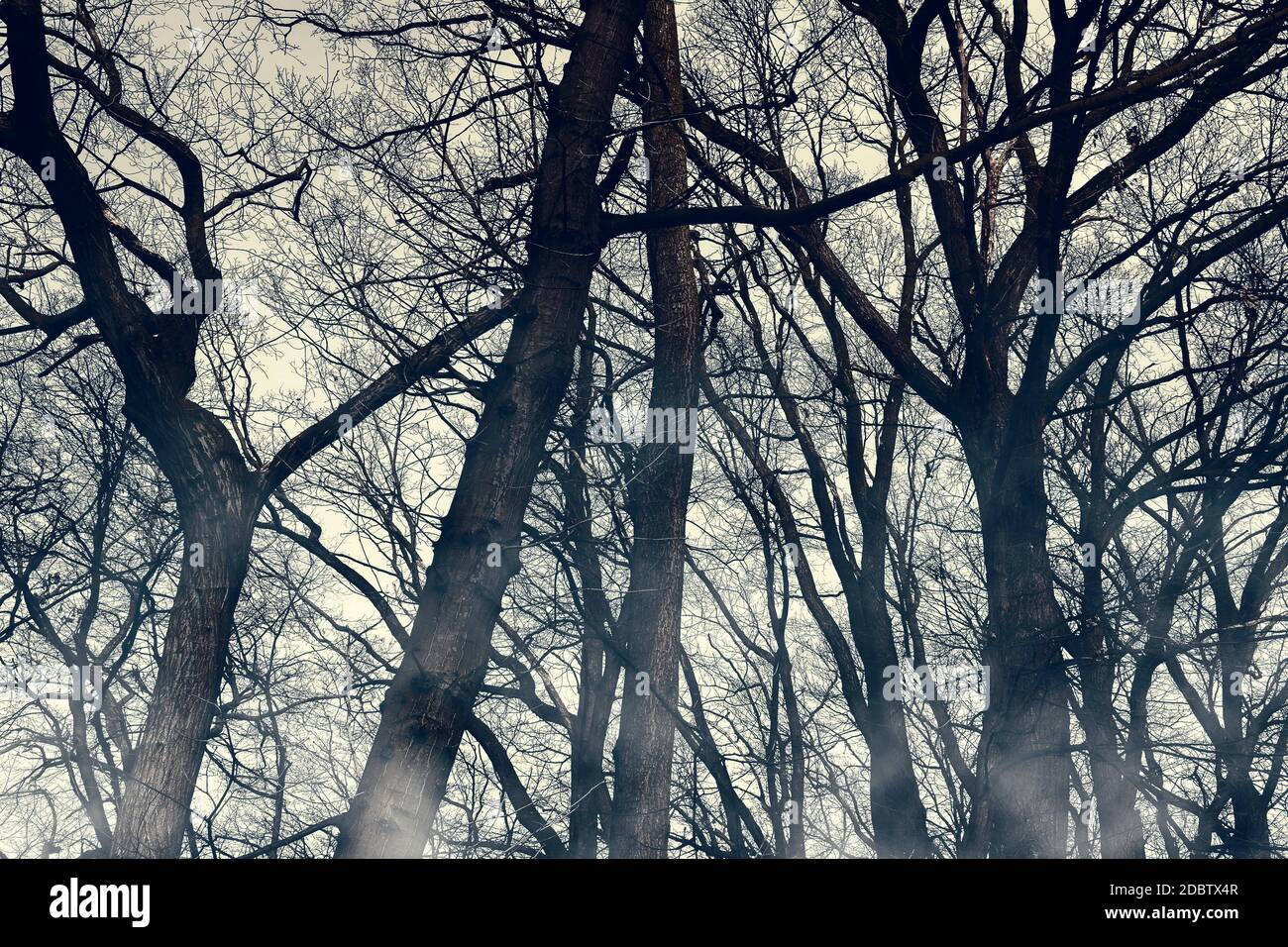 Horror foggy trees silhouettes wallpaper. Halloween mystery woodland ...