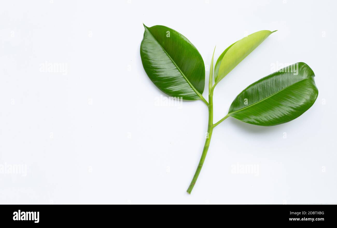 Rubber plant leaves on white background. Top view Stock Photo - Alamy
