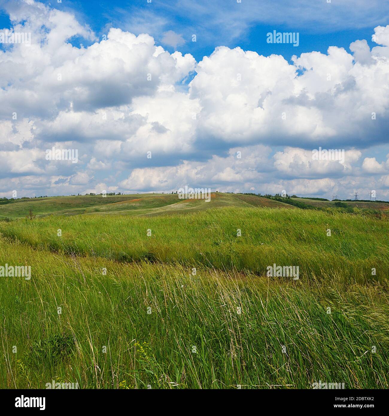 Summer natural landscape, meadow, field with a path, fresh green grass ...