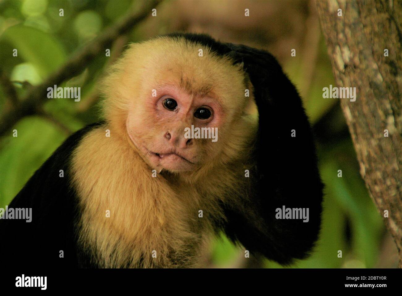 A Central American White-faced Capuchin sitting in a tree Stock Photo ...
