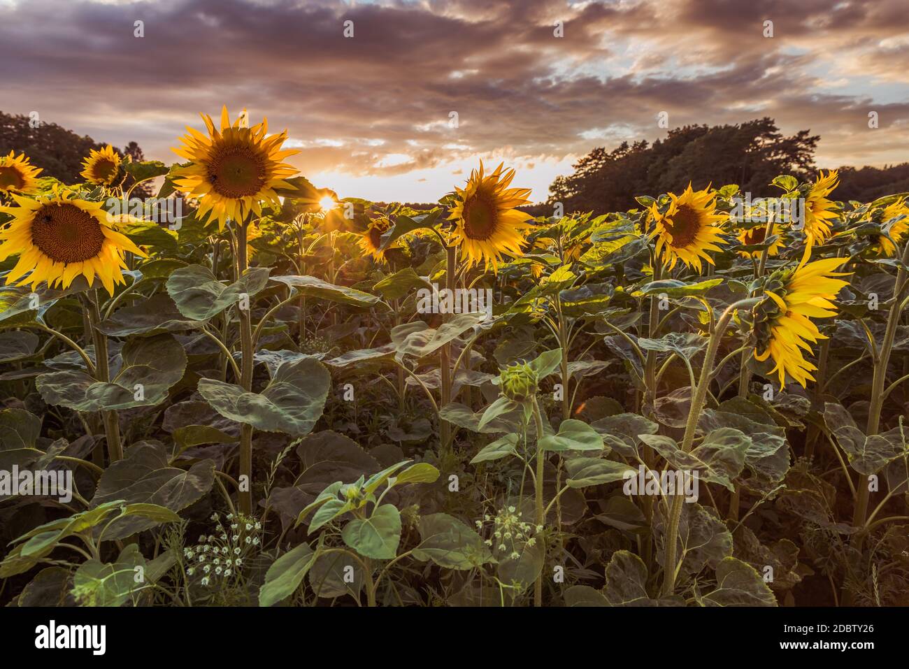 Sunflower at sunset Stock Photo - Alamy