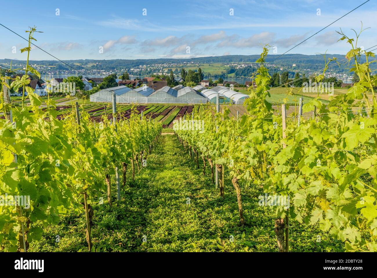 Vineyards and vegetable fields on Reichenau Island, Lake Constance ...