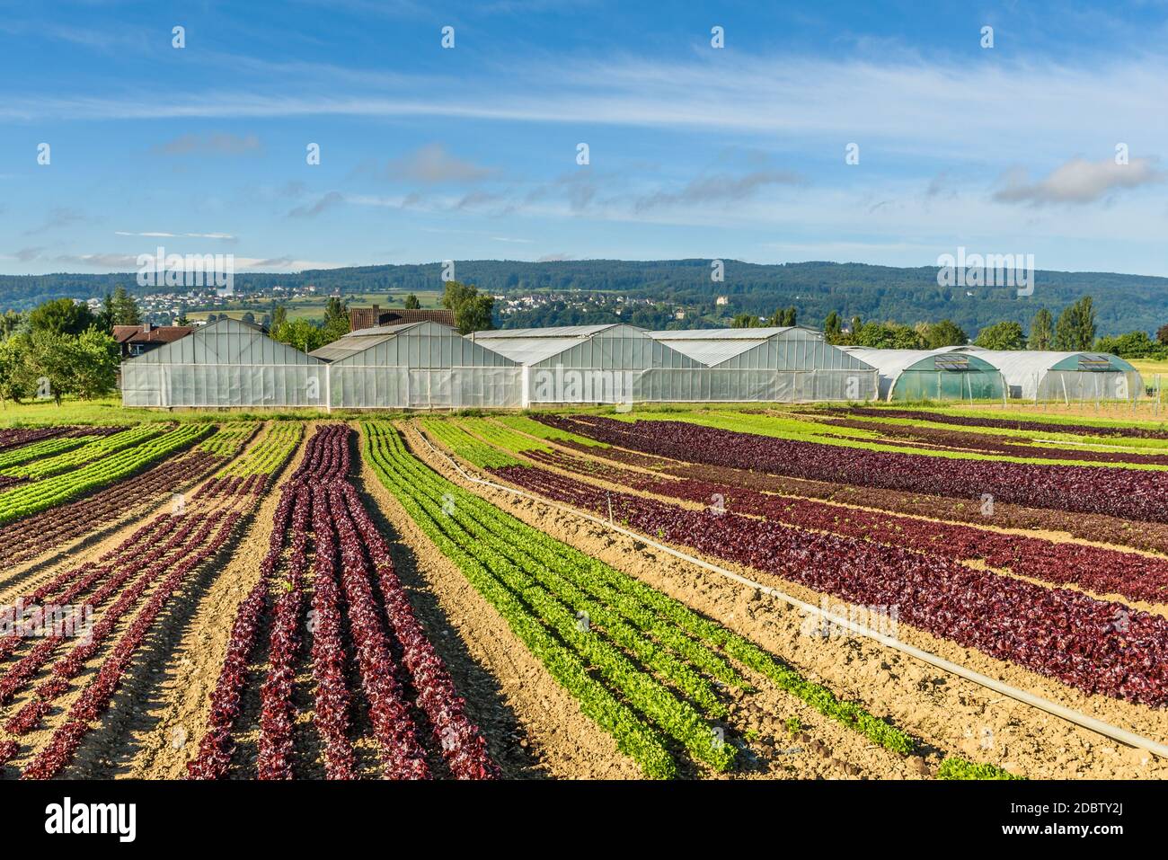 Lettuce field and greenhouses, Reichenau Island, Lake Constance ...