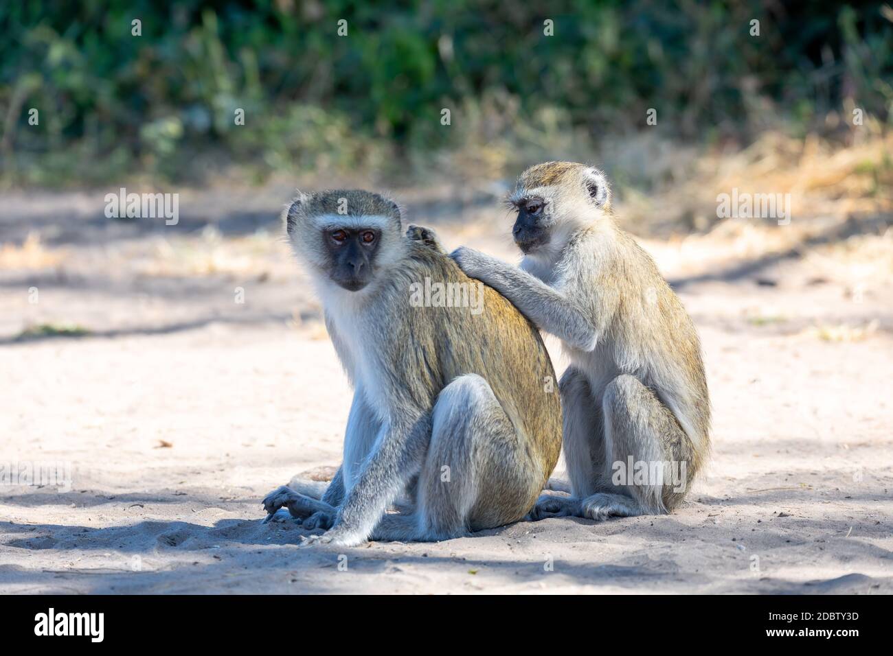 family of Vervet monkey, Chlorocebus pygerythrus in chobe national park ...