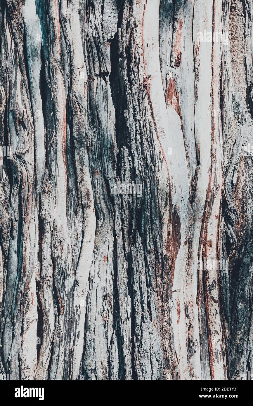 dry tree bark texture and background, nature vintage concept Stock ...
