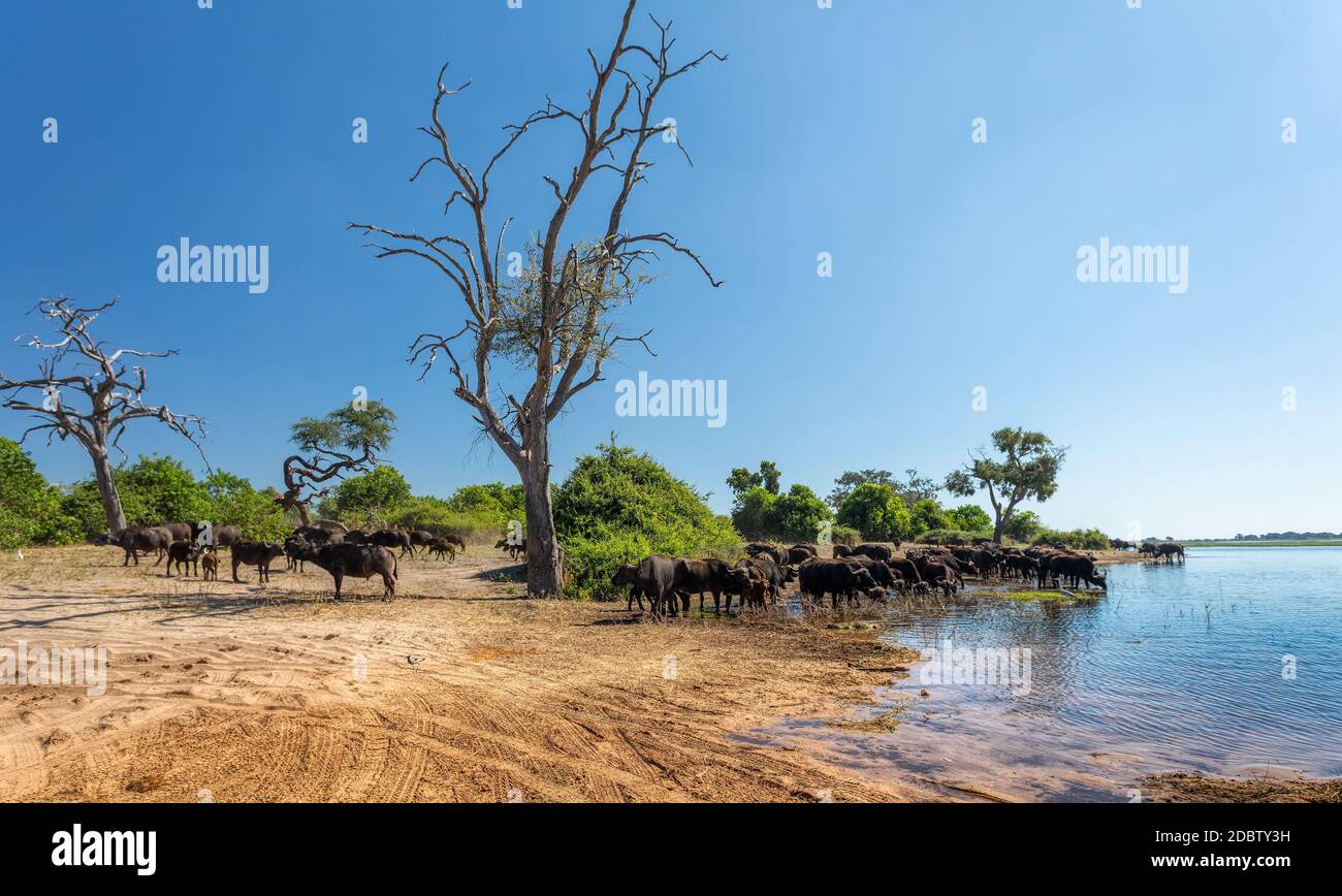 herd of wild and dangerous african Cape Buffalo at Chobe national park ...