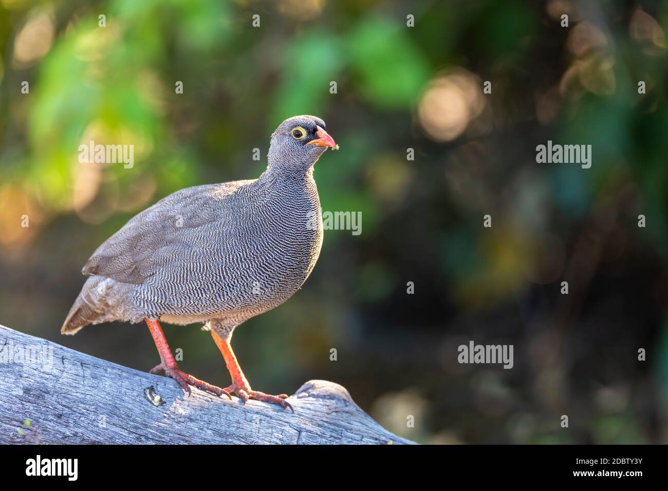 red-billed spurfowl (Pternistis adspersus)also known as the red-billed ...