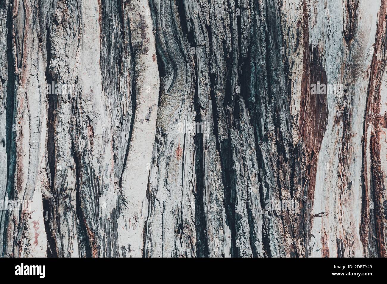 dry tree bark texture and background, nature vintage concept Stock ...