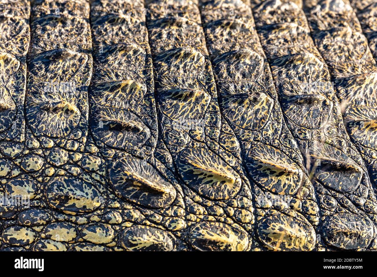 Dinosaur Skin Texture