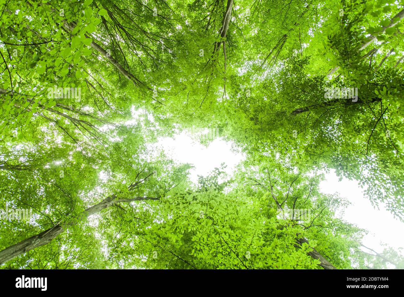 Spring green forest , view up, beautiful nature landscape Stock Photo ...